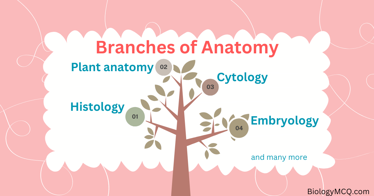 Master Anatomy: How Our Anatomy MCQs Can Sharpen Your Knowledge ...